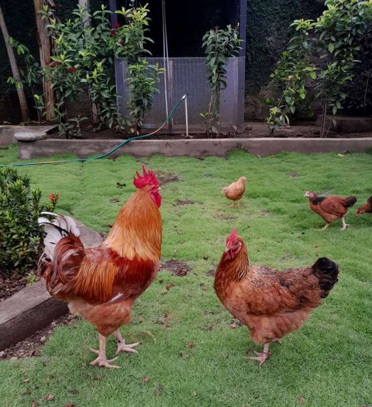 Gallos mas Gallo--Raza Orpington---Ganga! | Masaya