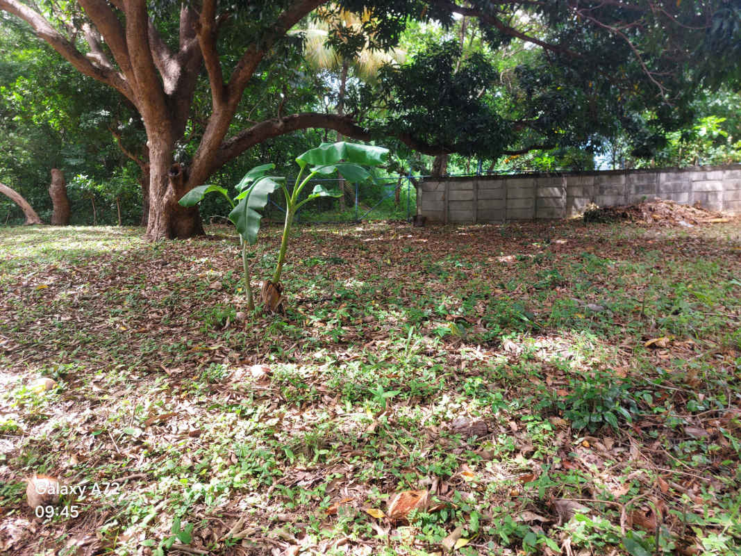 Lotes y Terrenos Carretera Vieja a León | venta | Finca en Cedro Galán ...