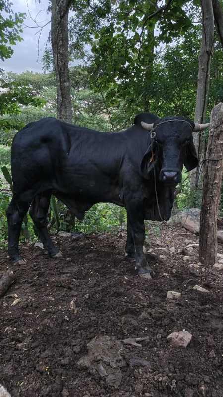 Horses & Catle | Vendó toro sardo negro nuevito - Nicaragua