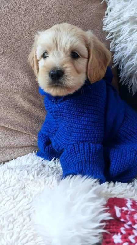 Cachorro French Poodle | Diriamba