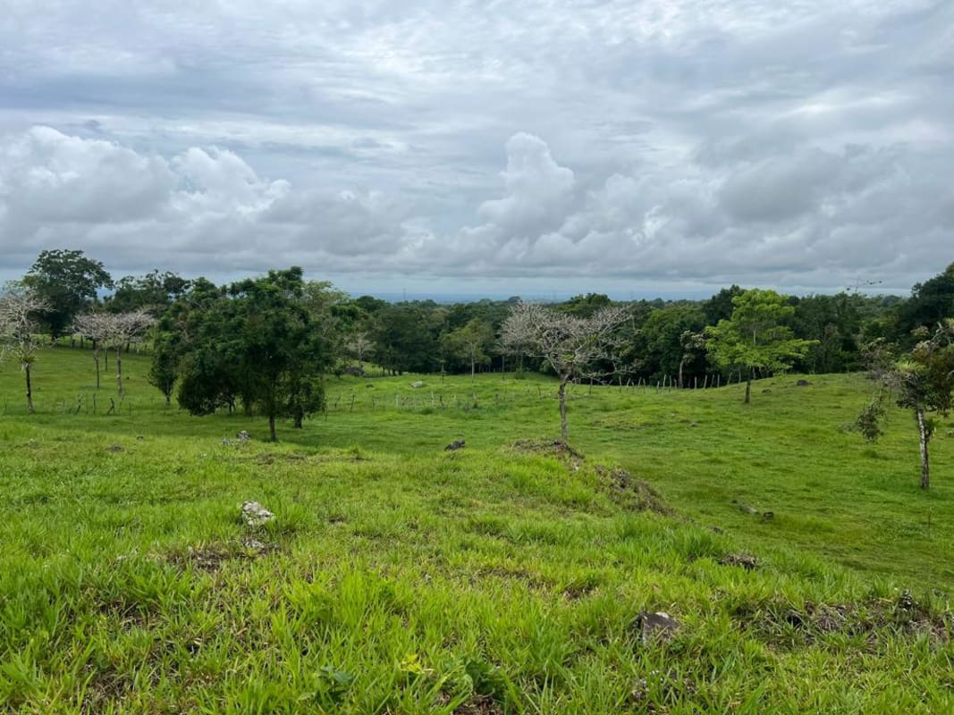 Fincas en Panamá Bugaba | venta | Terreno en Chiriqui, Bugaba, 4.3 ...