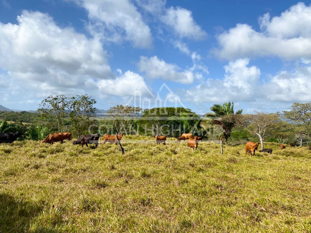 Fincas en Panamá Toabré | venta | Se Vende Finca de 65.4 Hectáreas en ...