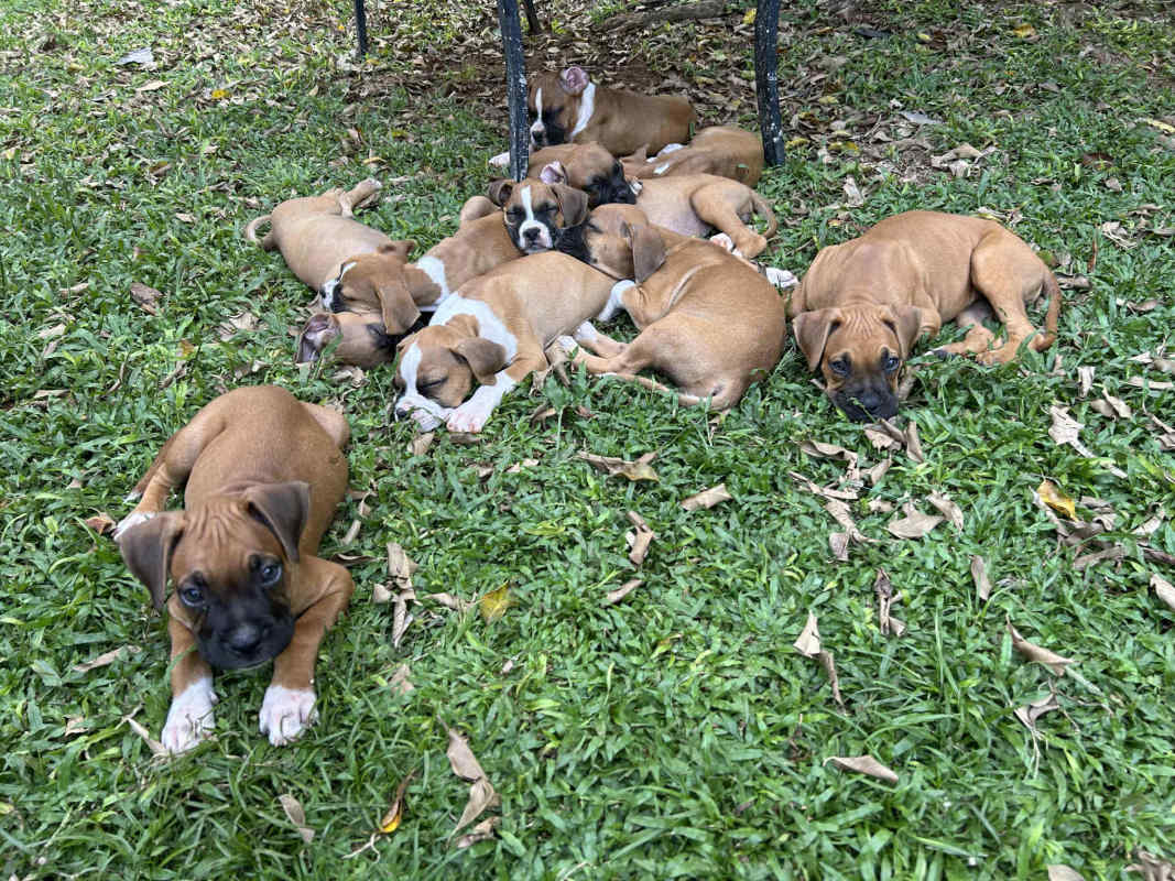 Hermosos cachorros boxers en venta | Arraiján