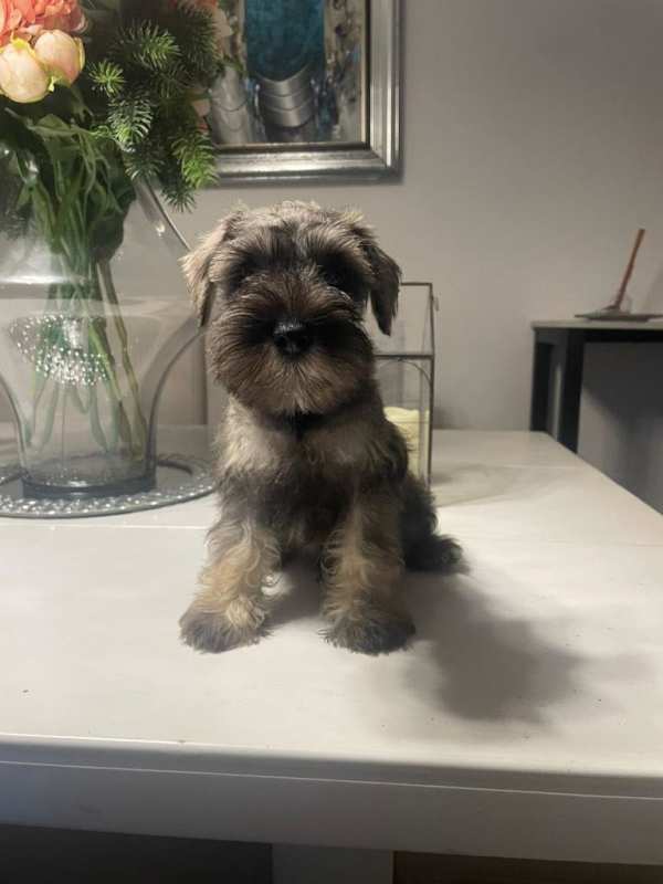 Vendo cachorro Schnauzer | Costa Verde