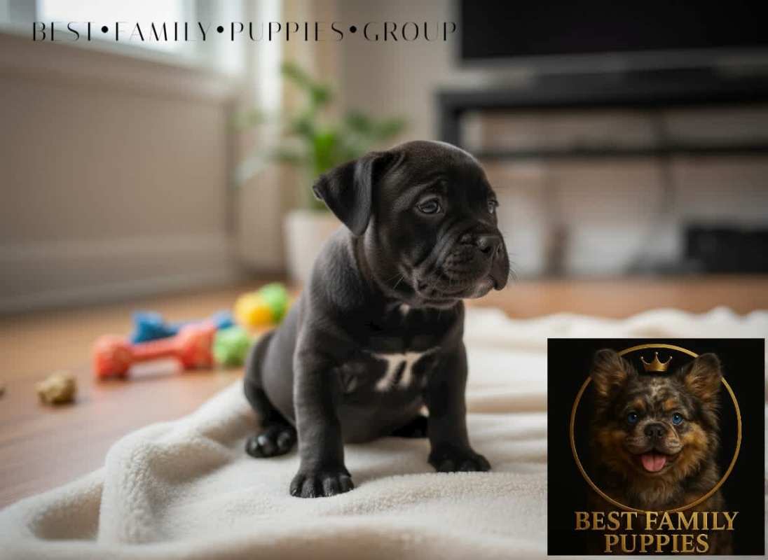 American Bully Nano – Entrega GRATIS GAM + Vet 24/7 Incluido | Ciudad ...