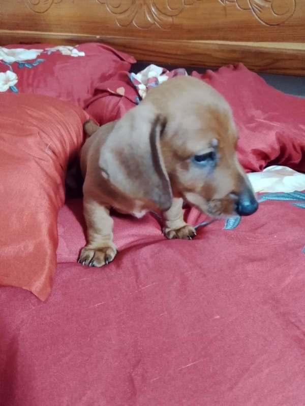 Perros salchichas | Mateo Iturralde