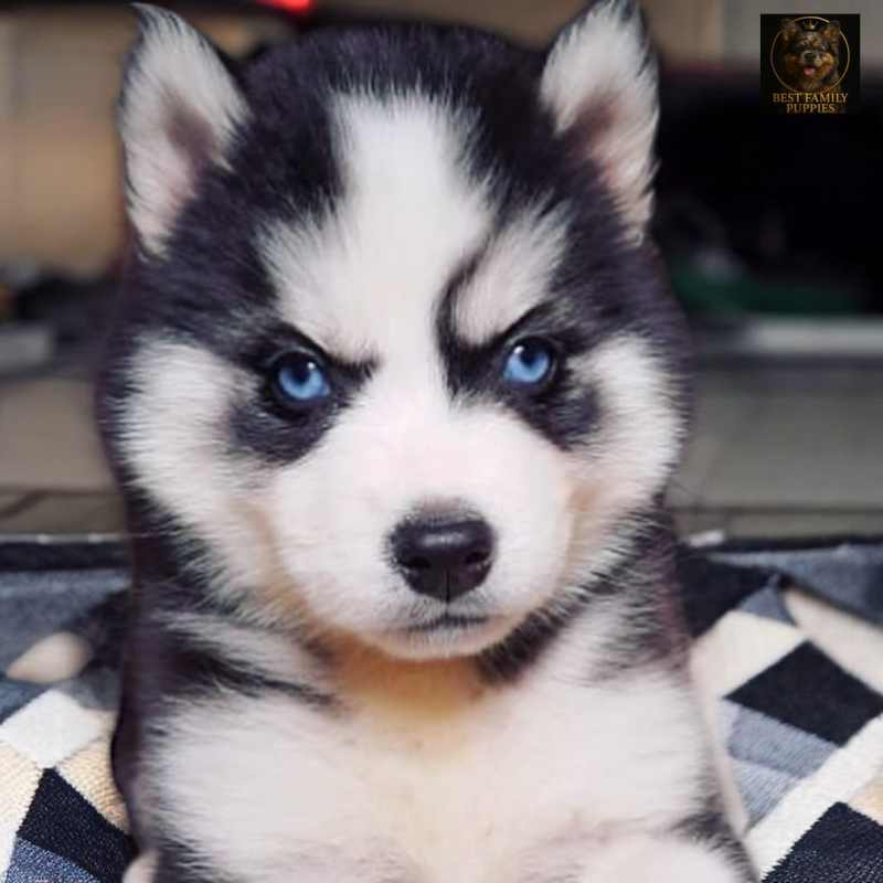 Husky Siberiano - Certificados, Kit y (Vet x 2 meses) | Ciudad de Panamá