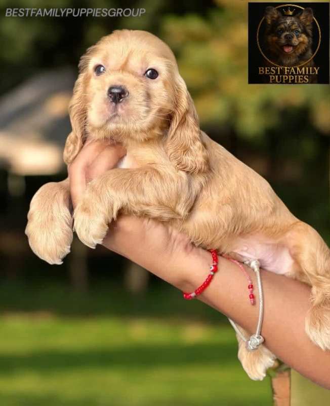Cocker Spaniel Inglés - Certificados, Kit y (Vet x 2 meses) | Ciudad de Panamá