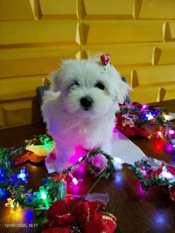 Hermosa maltés hembra. | Carrasquilla