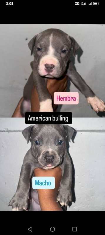 Americana Bully Blue | Ciudad de Panamá