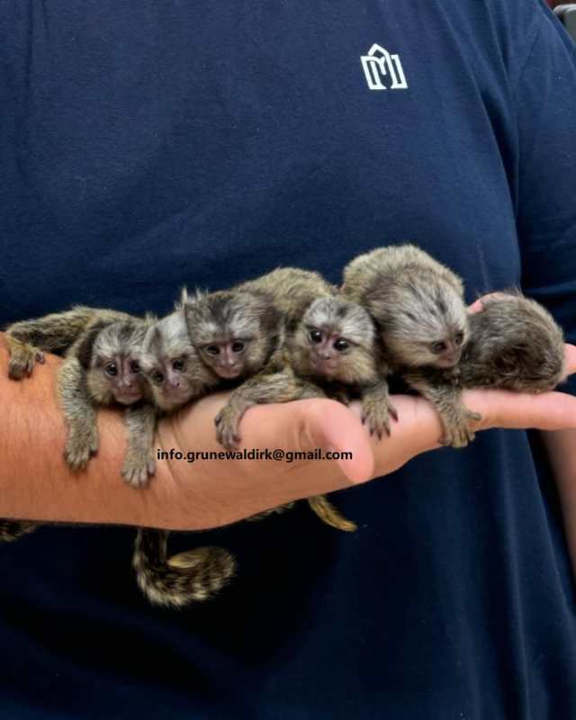 MONOS TITI EN VENTA | Puerto Rico