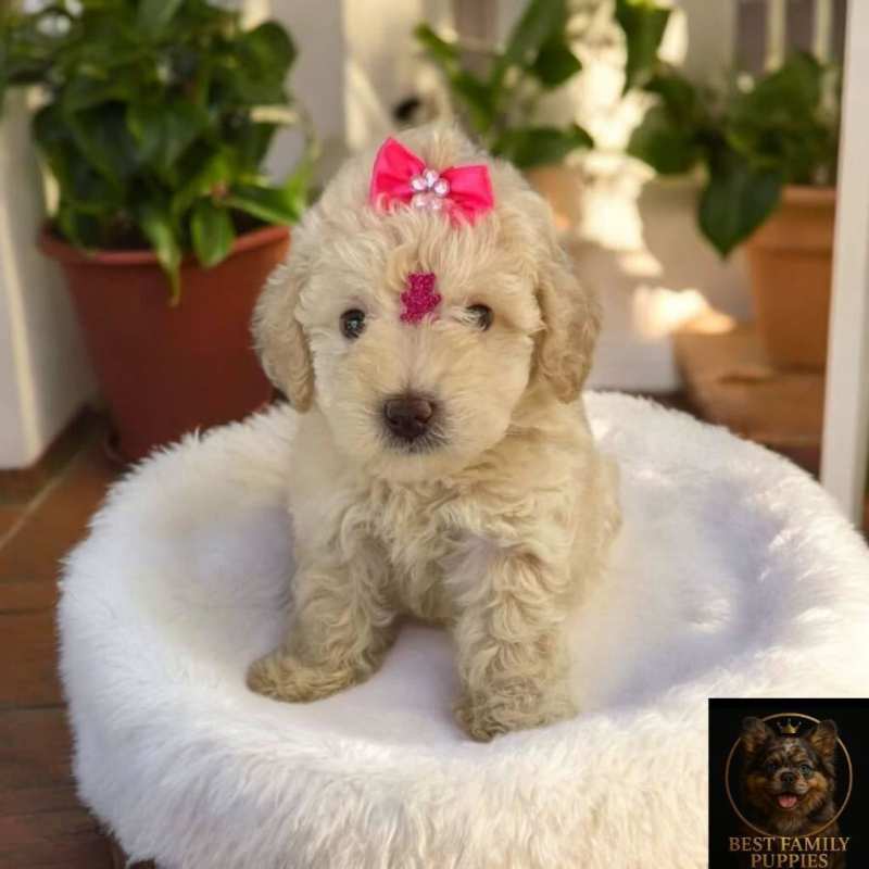 Dogs | French Poodle Tradicional - Puerto Rico