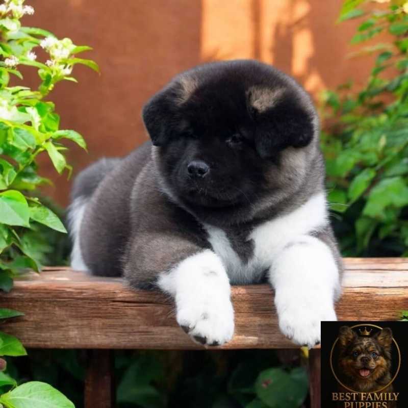 Akita Americano | Este