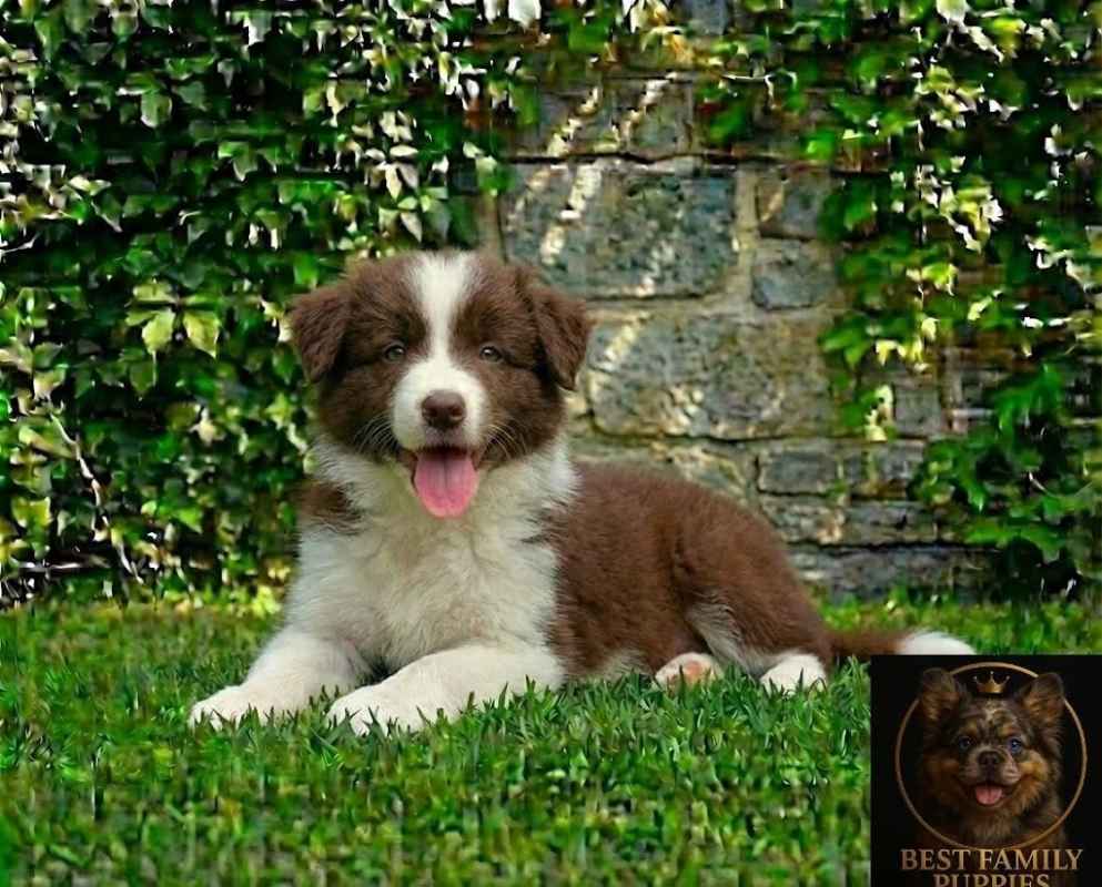 Dogs | Border Collie - Puerto Rico