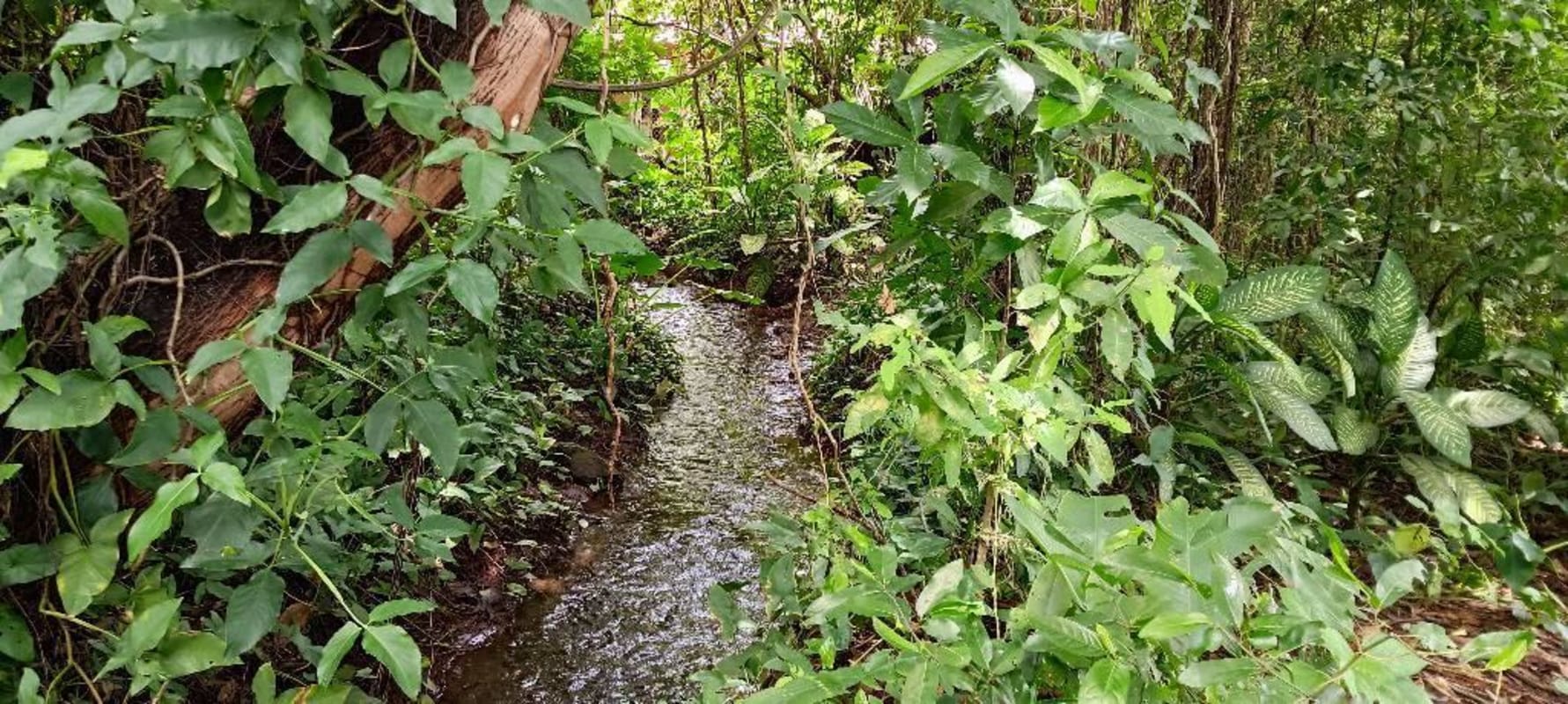 Lotes y Terrenos Sonsonate | venta | VENDO PRECIOSO TERRENO CON RIO EN ...