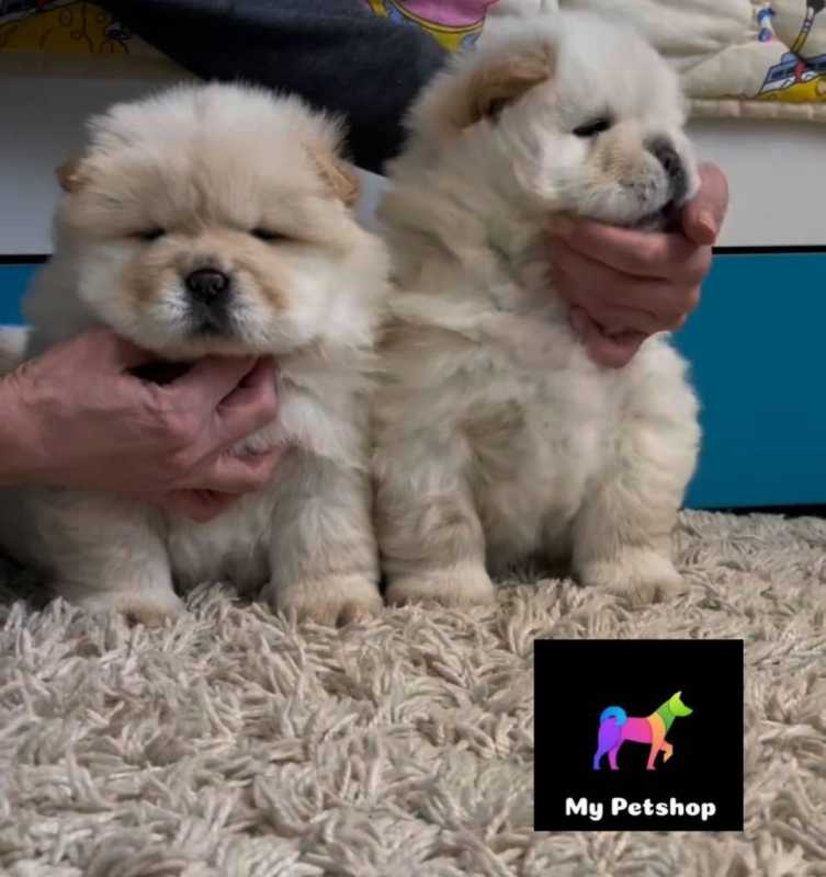 Chow chow | San Salvador