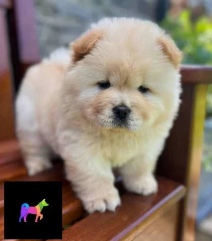 Chow chow | San Salvador