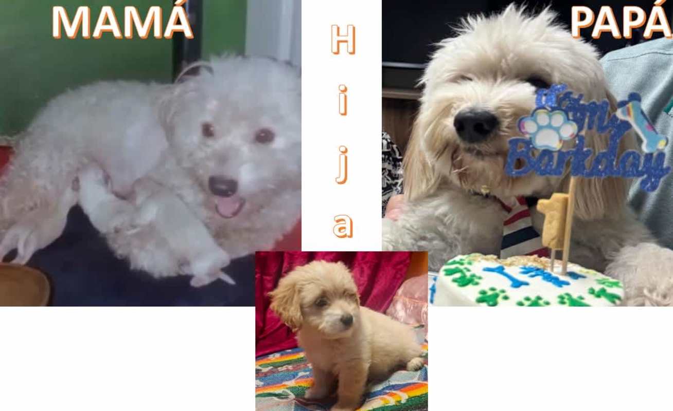 Cachorro MINI French Poodle de mes y medio | San Salvador