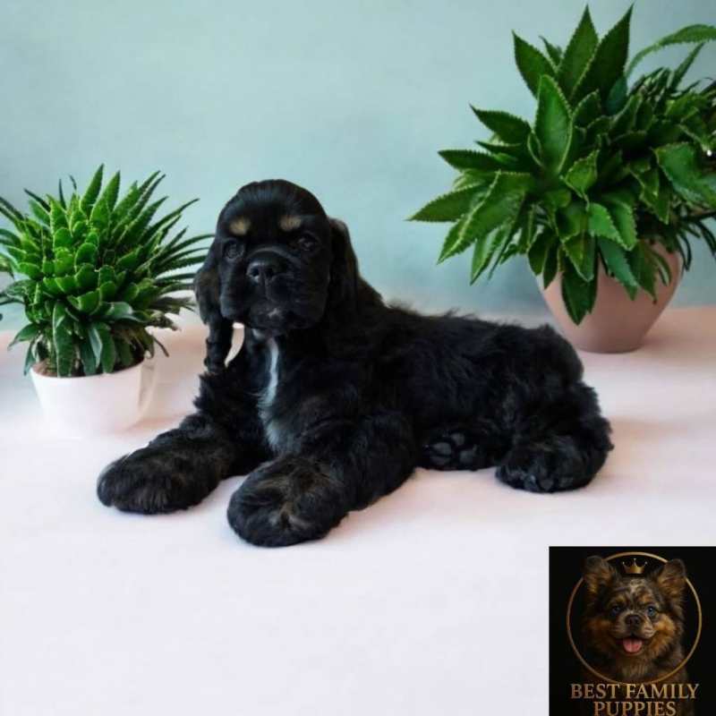 Dogs | Cocker Americano - El Salvador