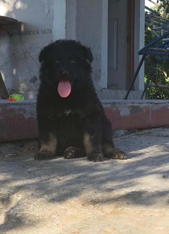 Dogs | Pastor Alemán Macho - El Salvador