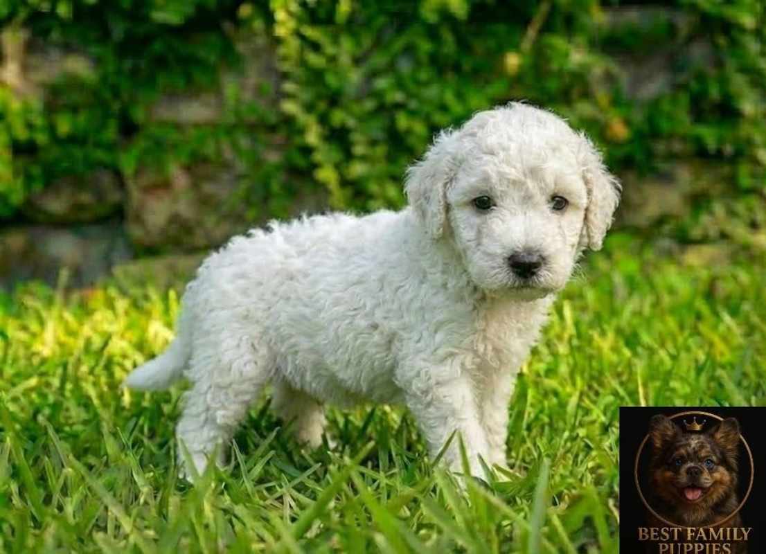 Dogs | French Poodle Tradicional - El Salvador
