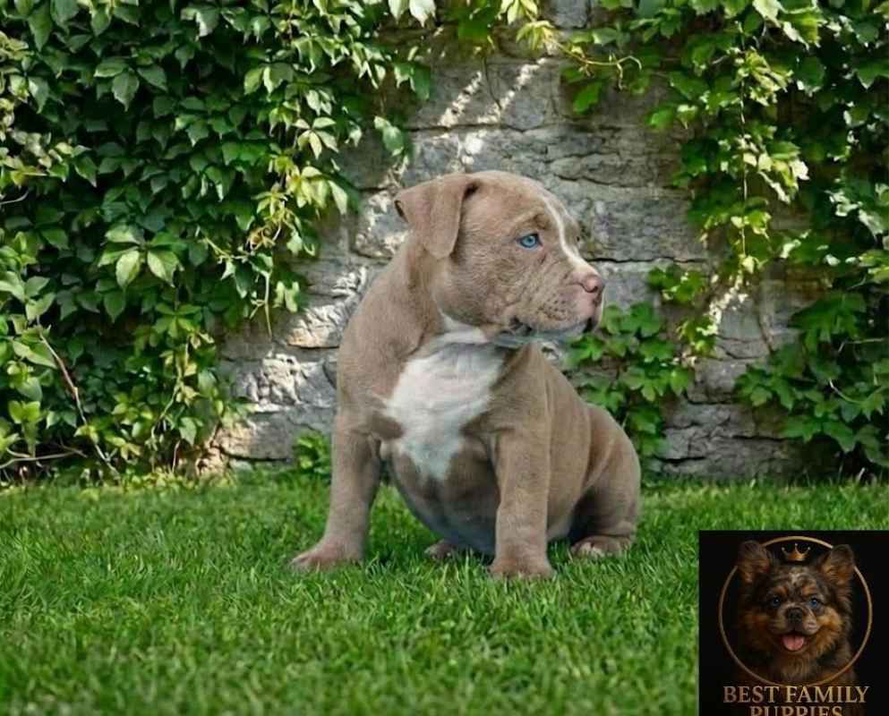 American Bully | San Salvador