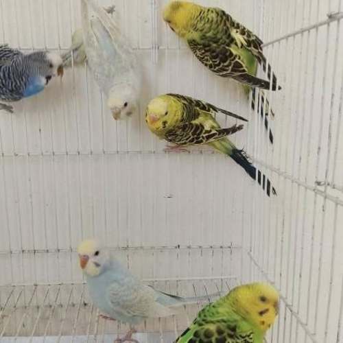 australianas pericas