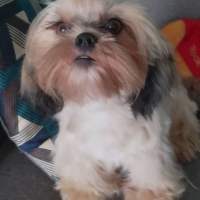 Se venden Shih tzu | Alajuelita