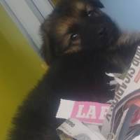 Bigol machos hembras | Kennedy