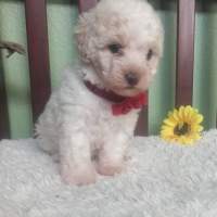 Perrita french poodle tácita | Guápiles