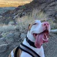 Perritas pitbull con labrador | Santa Ana